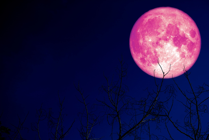 Blushing Super Moon | Elissa